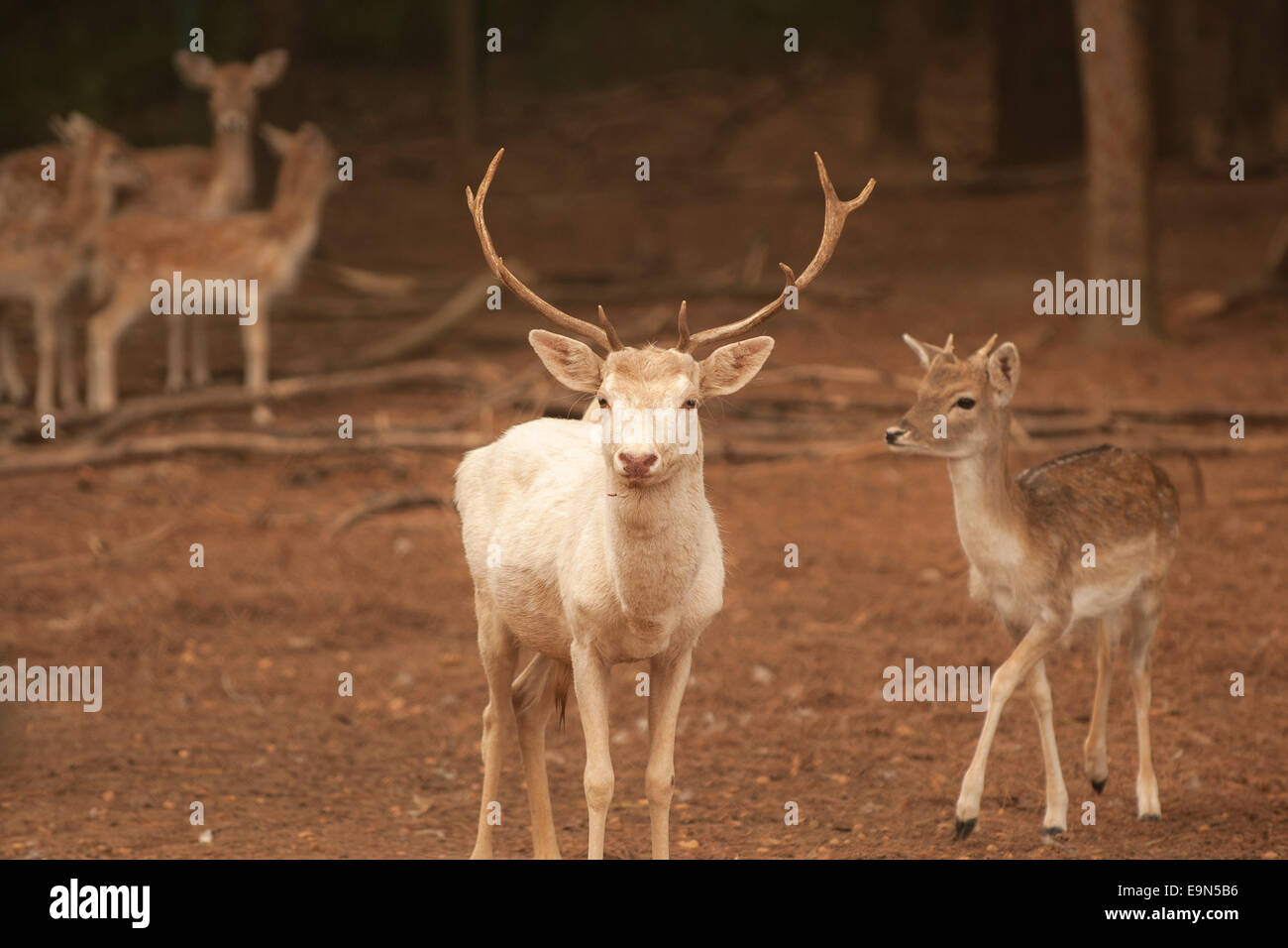 White fallow buck hi-res stock photography and images - Alamy