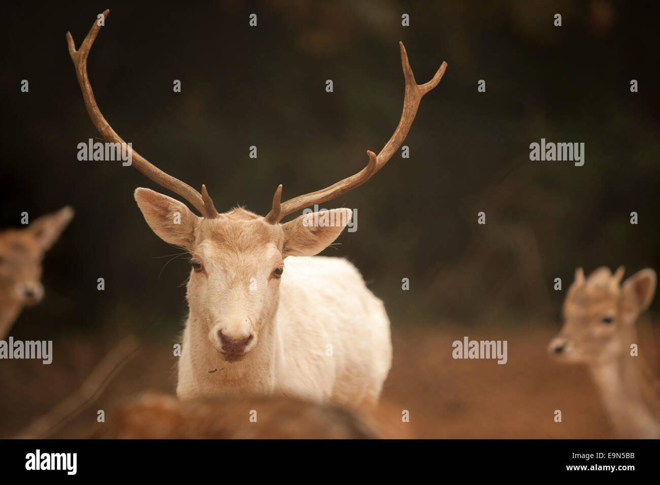 A white fallow buck with a couple young deer Stock Photo - Alamy