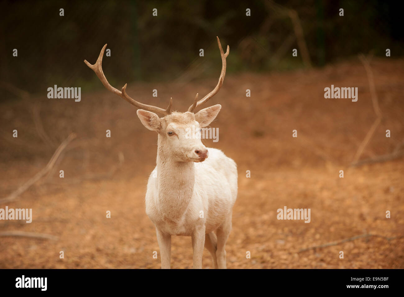 White fallow buck hi-res stock photography and images - Alamy