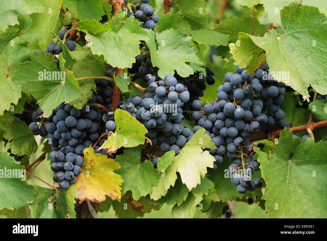 Blaufrankisch grapes hi-res stock photography and images - Alamy
