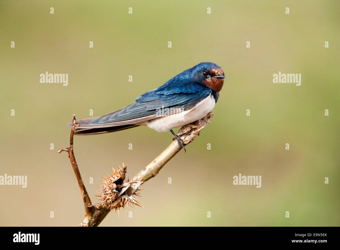 Barn (European) swallow, Hirundo rustica, Ithala game reserve, Kwazulu ...