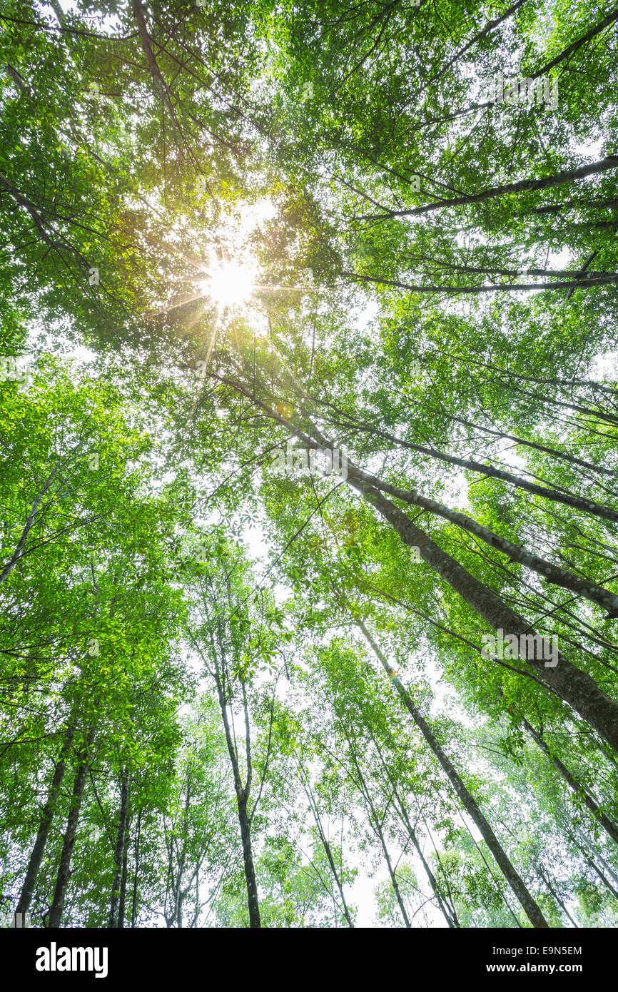 forest trees with sunlight Stock Photo - Alamy
