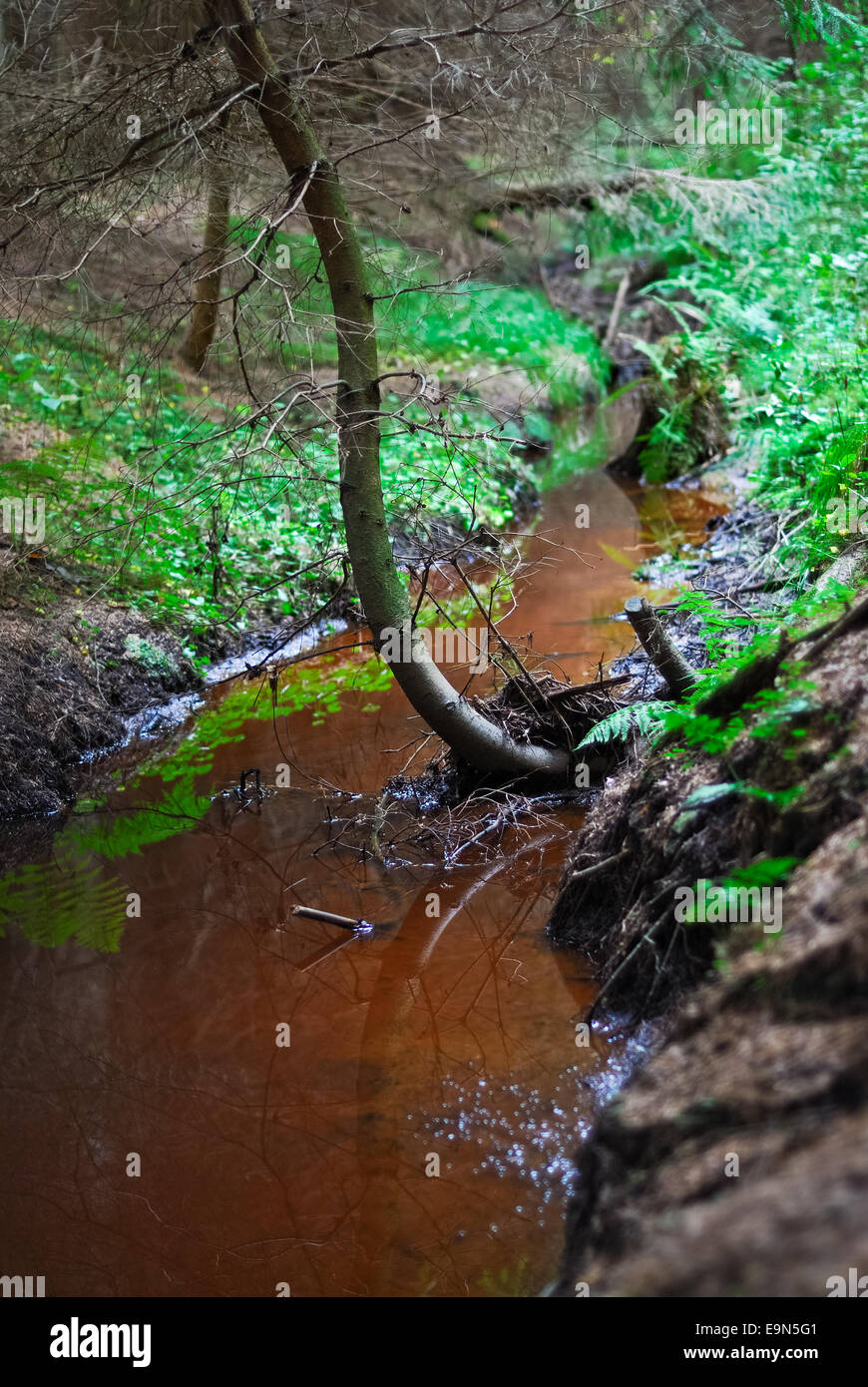 Small creek in the marsh Stock Photo - Alamy
