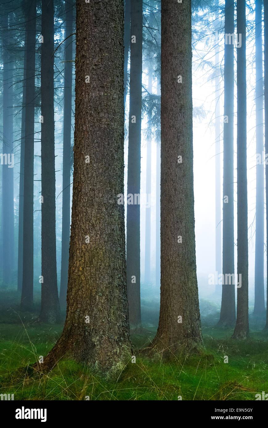 Forrest in the dusty morning Stock Photo - Alamy