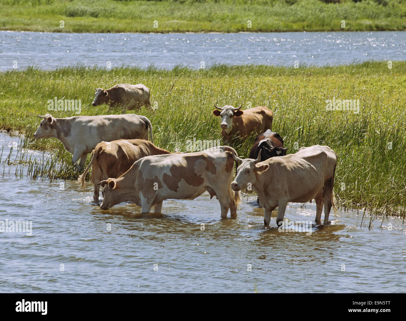 Cows drinking and swimming at a riverbank Stock Photo - Alamy
