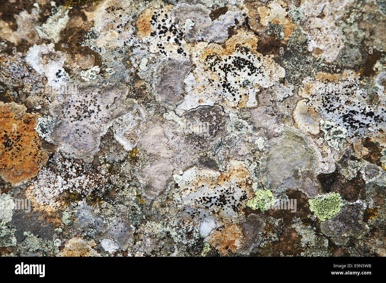 Lichen types hi-res stock photography and images - Alamy