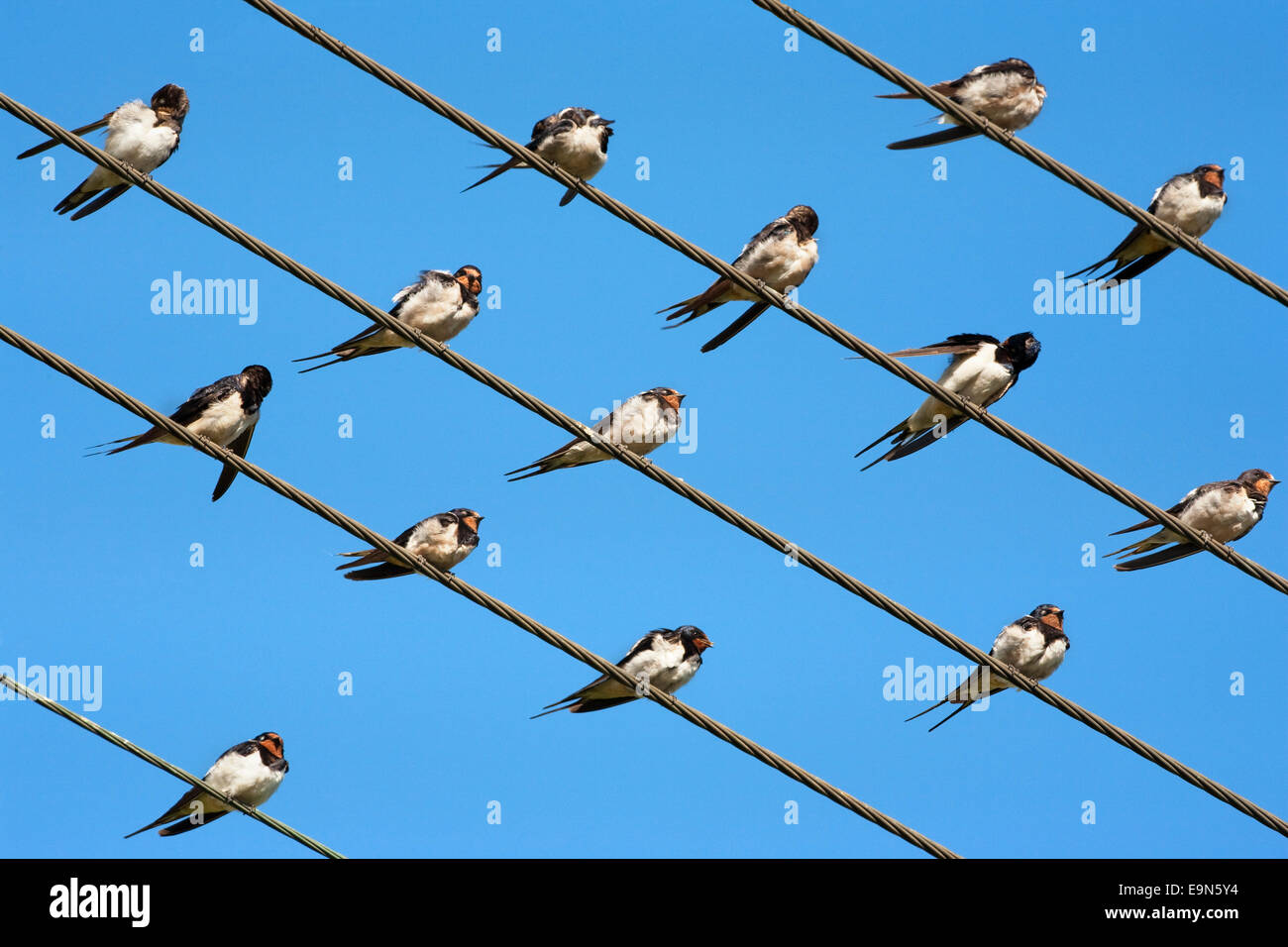 Barn swallow flock hi-res stock photography and images - Alamy