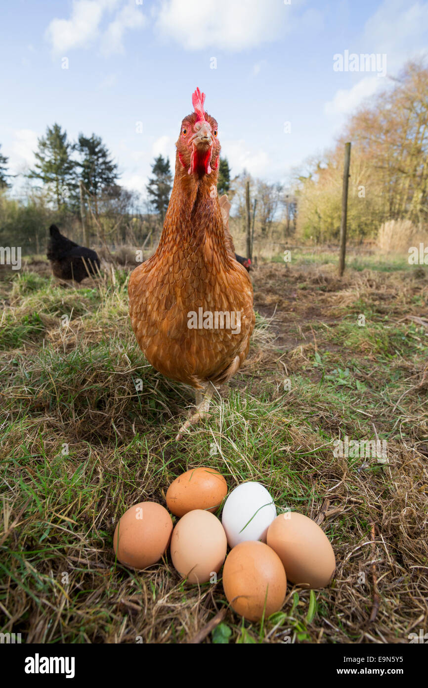 Rhode island red hen hi-res stock photography and images - Alamy