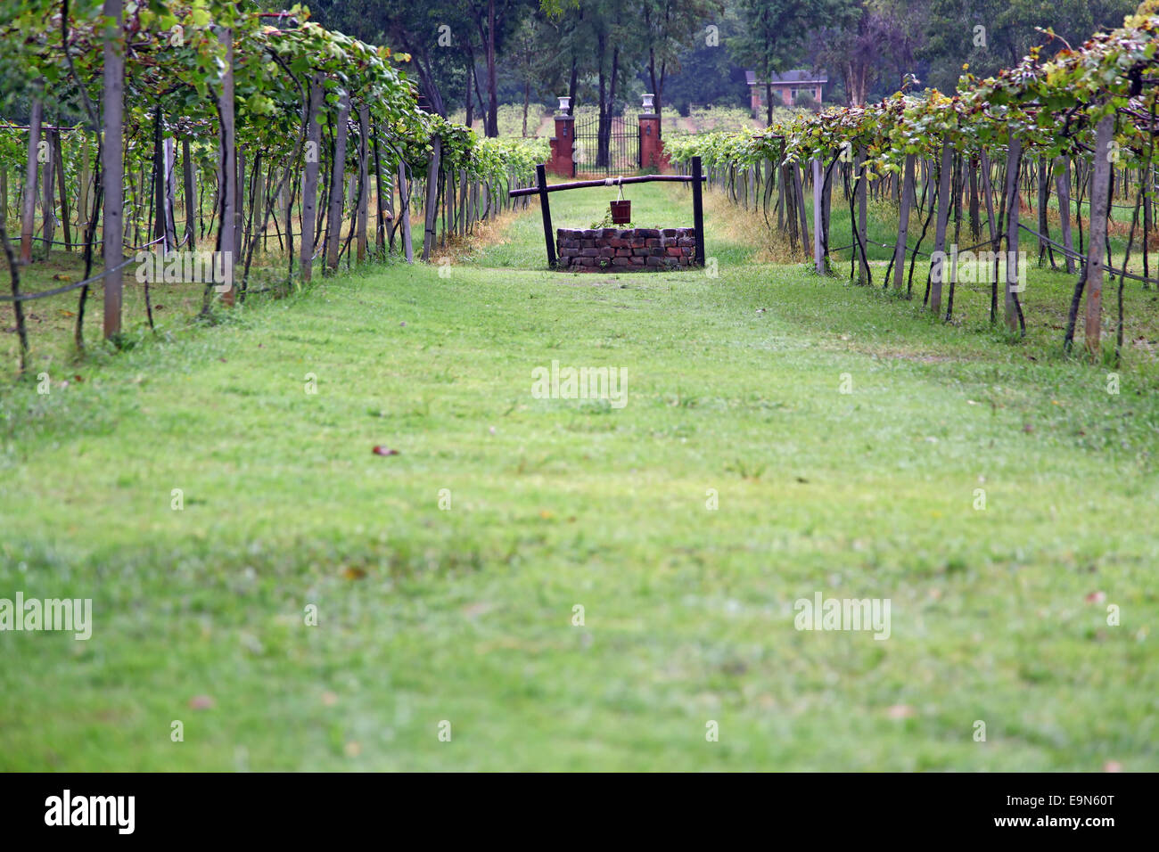 vintage water well in vineyard farm Stock Photo - Alamy