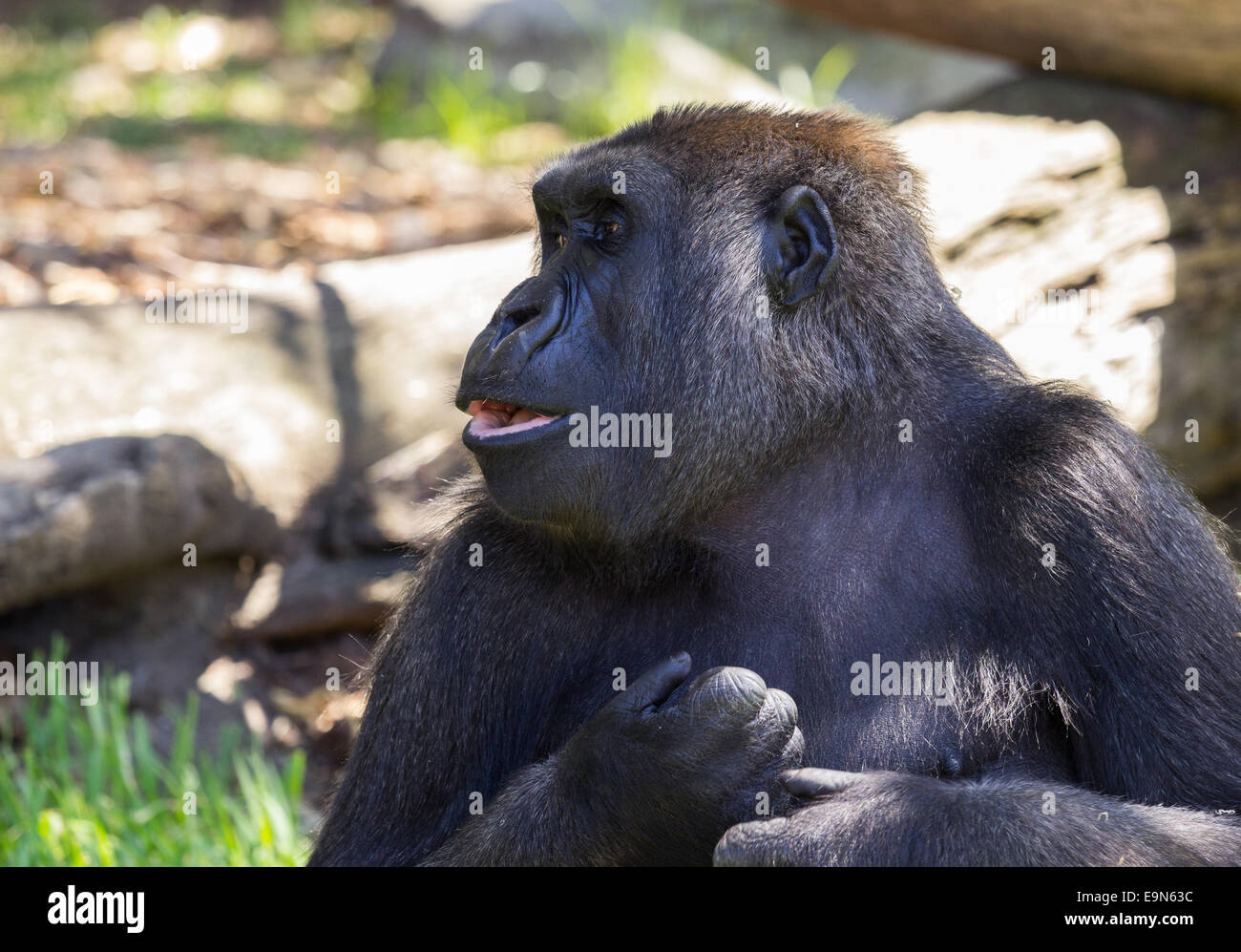 Side view of gorilla in zoo Stock Photo - Alamy