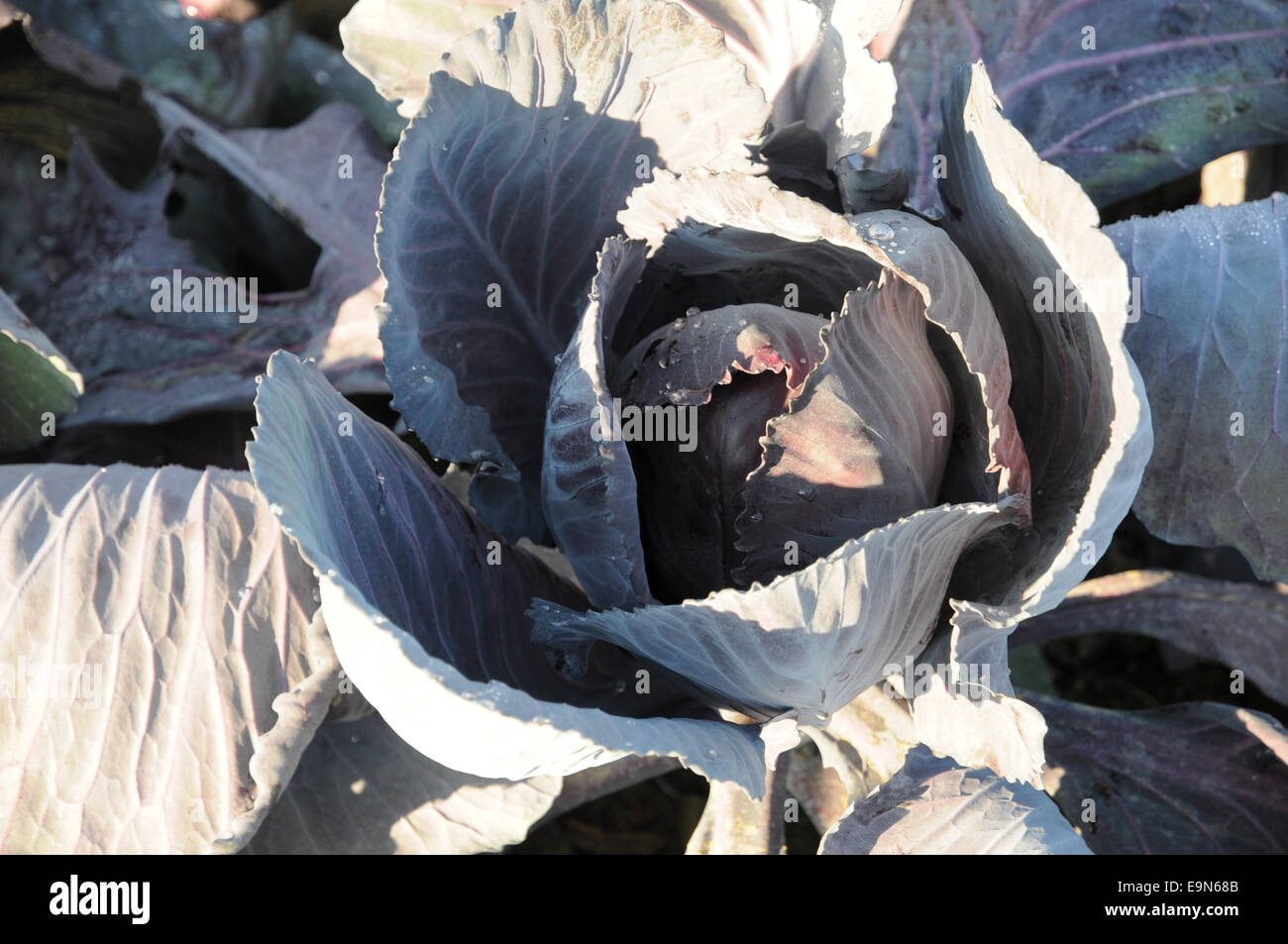 Cabbage in frost hi-res stock photography and images - Alamy