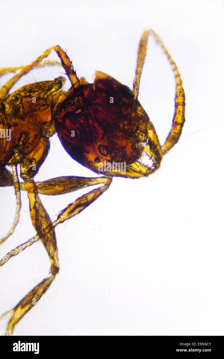 Microscopic ant hi-res stock photography and images - Alamy