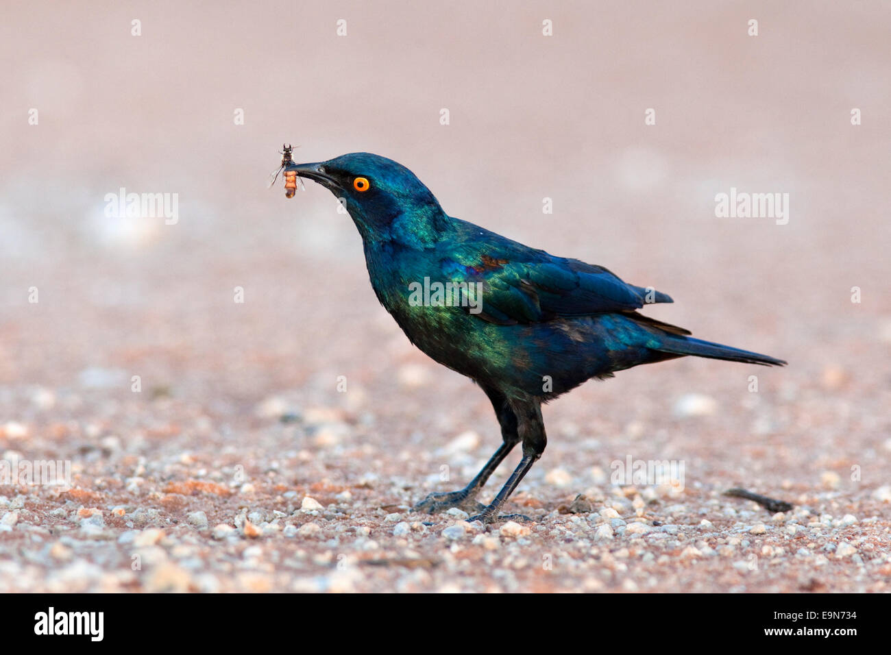 Cape glossy starling, Lamprotornis nitens, with winged termite prey ...