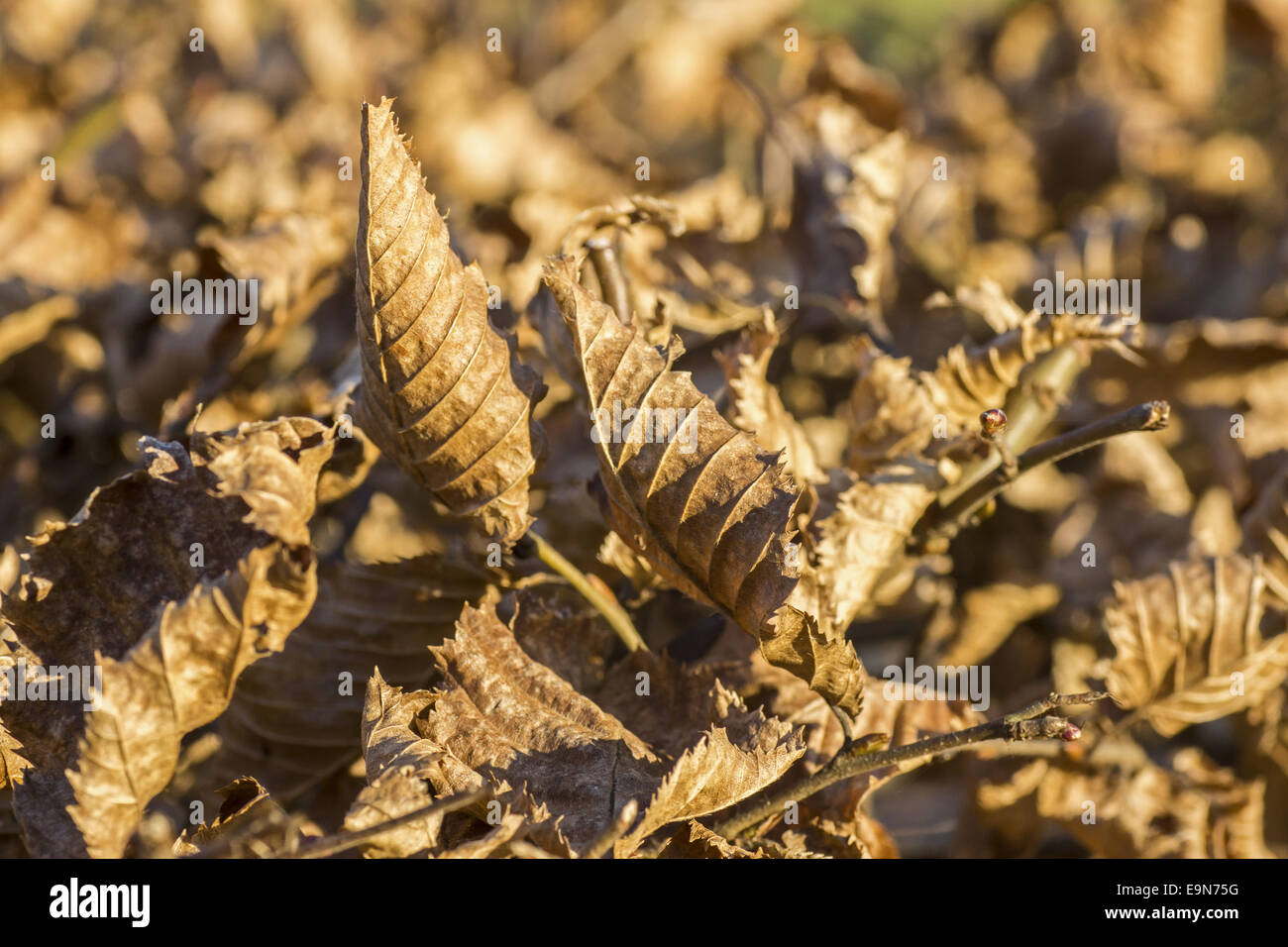 Dry leaves on an tree Stock Photo - Alamy