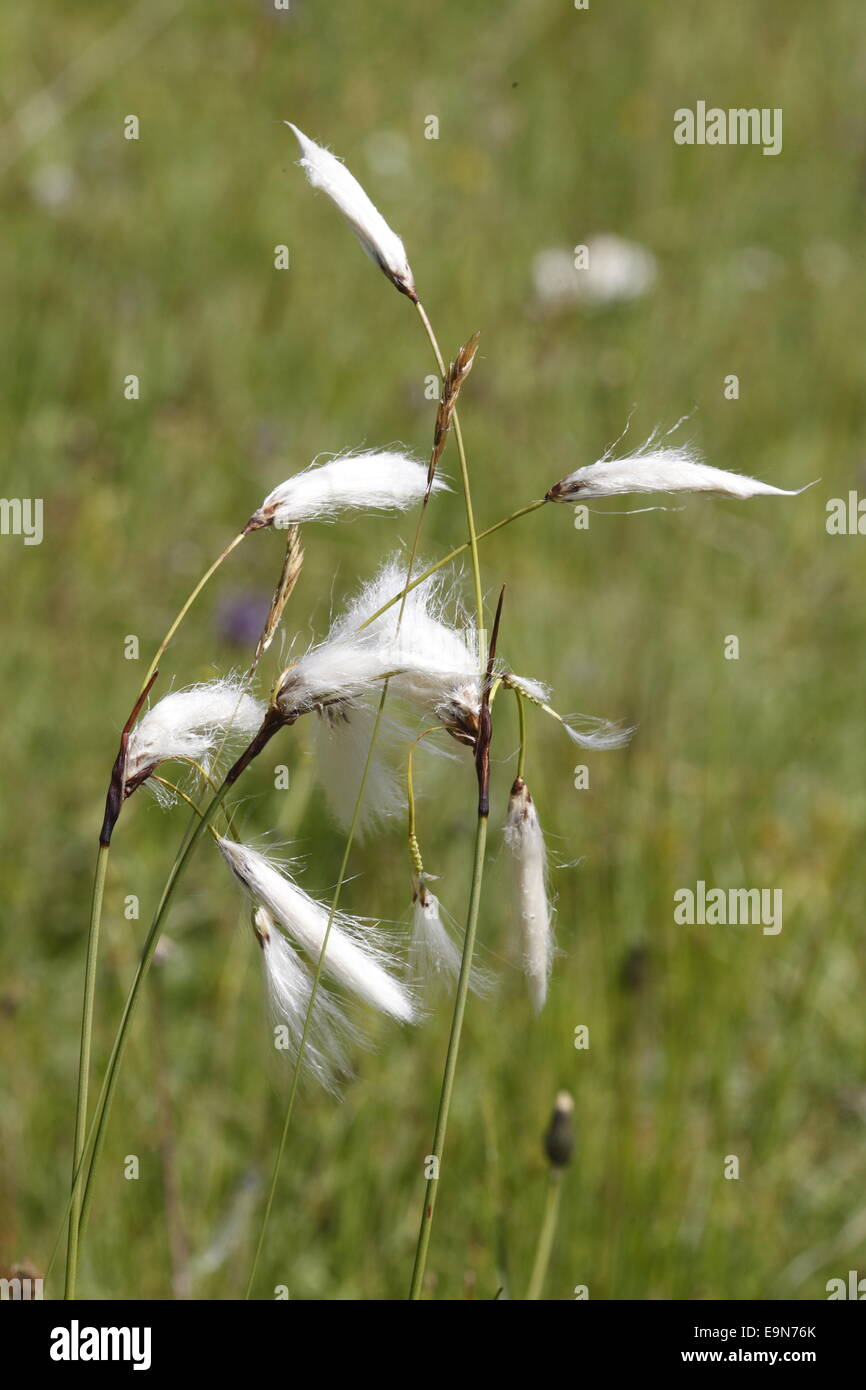 Bog cotton hi-res stock photography and images - Alamy