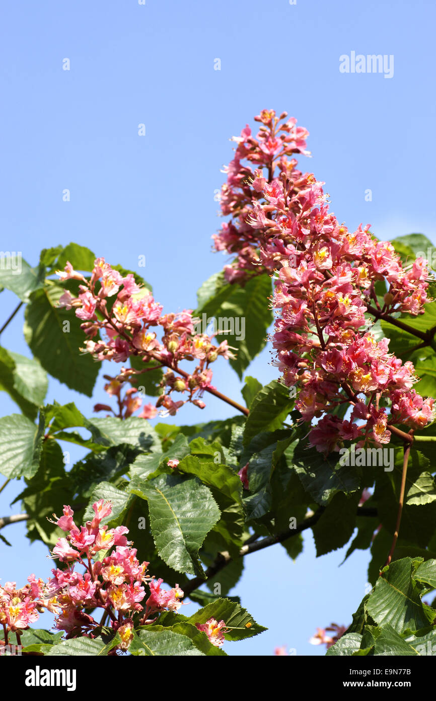 Buckeye tree hi-res stock photography and images - Alamy