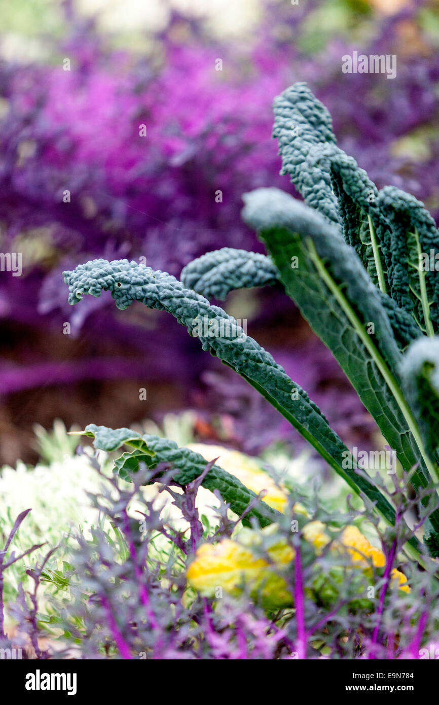Ornamental cabbage winter hi-res stock photography and images - Alamy