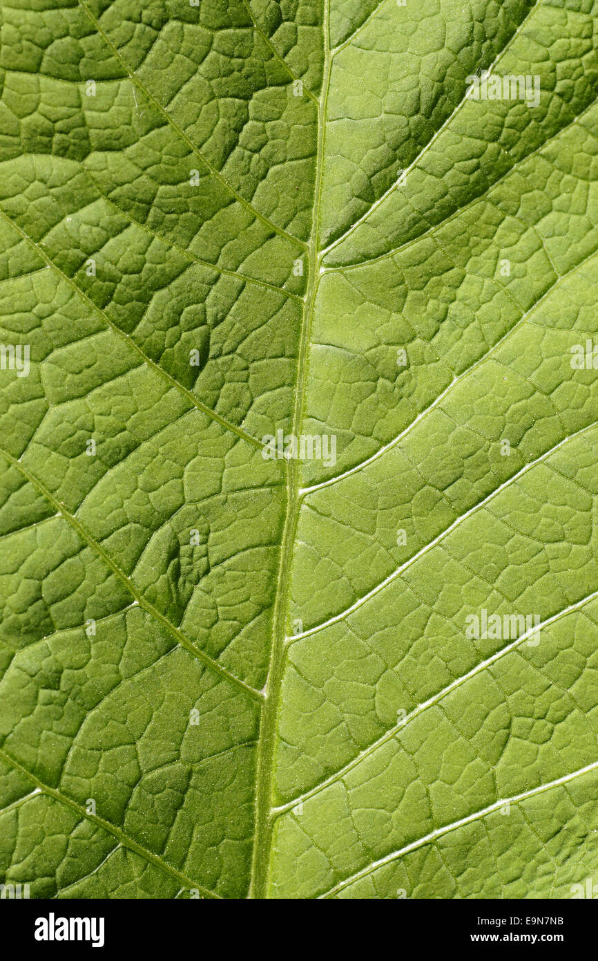 Background - leaf structure Stock Photo - Alamy