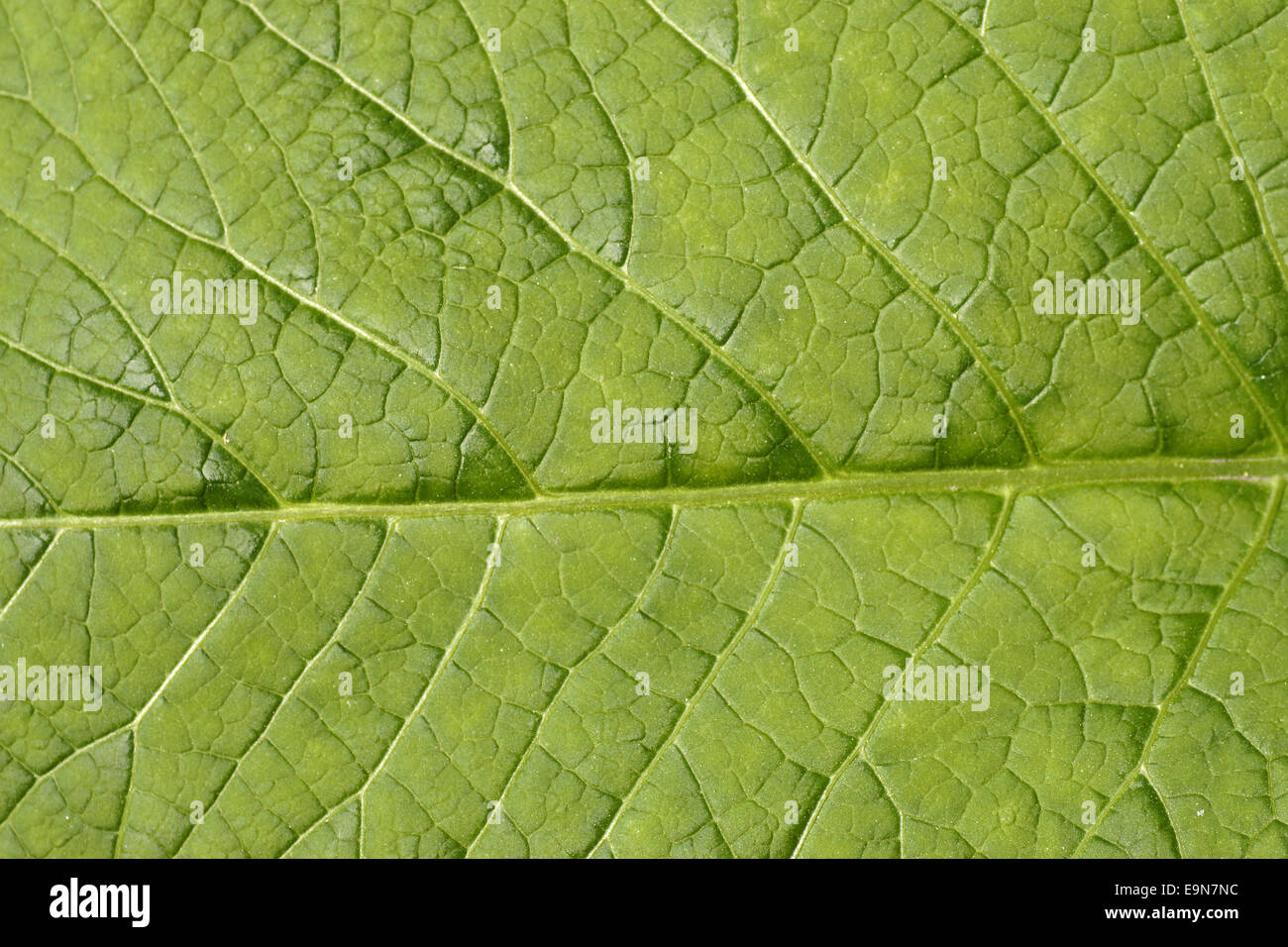 Background - leaf structure Stock Photo - Alamy