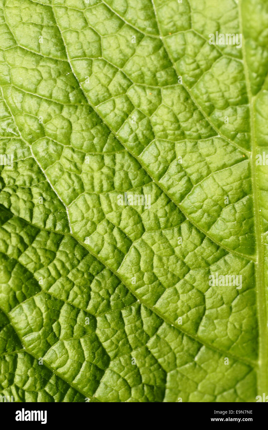 Background - leaf structure Stock Photo - Alamy