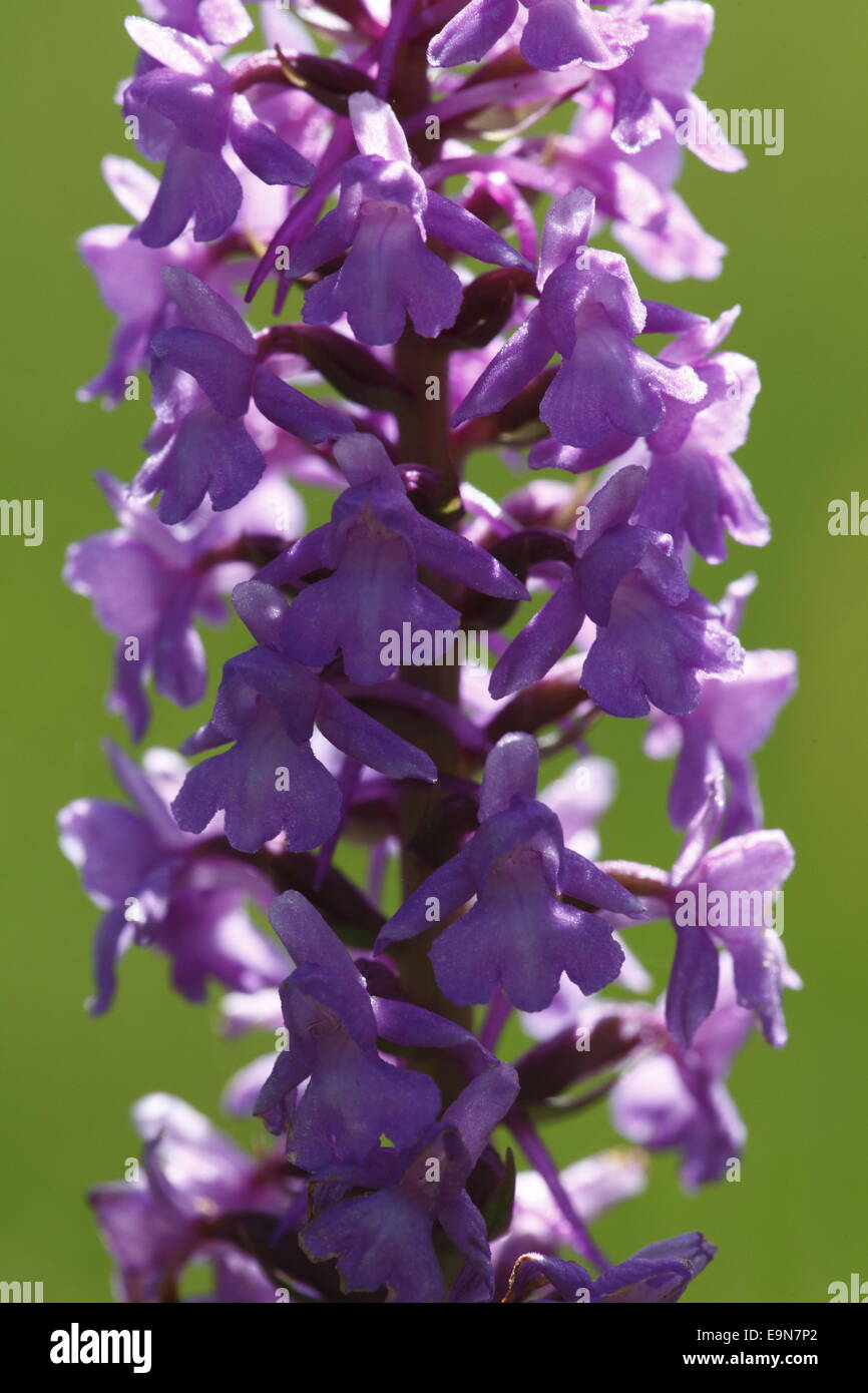 Flagrant plant hi-res stock photography and images - Alamy