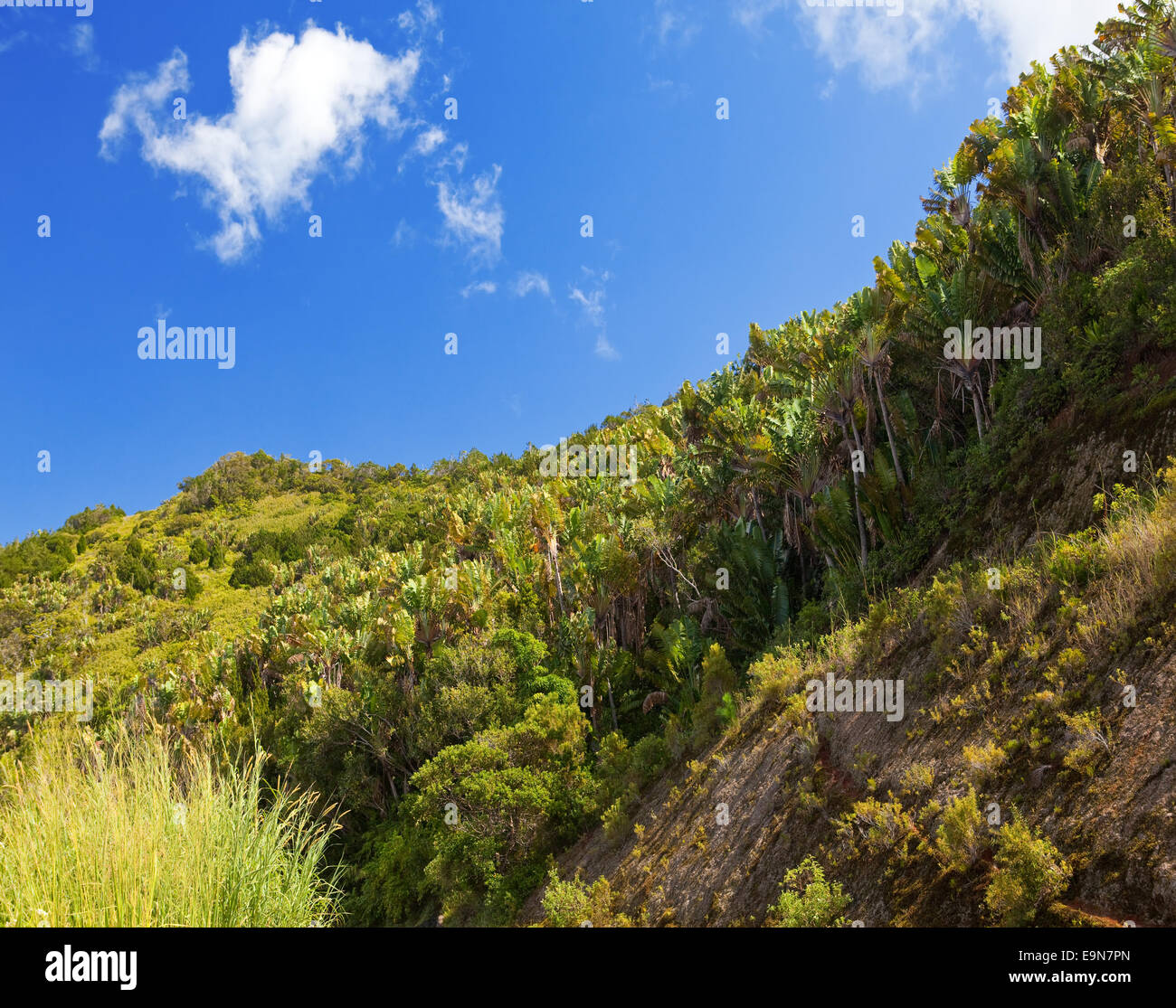 Mauritius. Tropical plants Stock Photo - Alamy