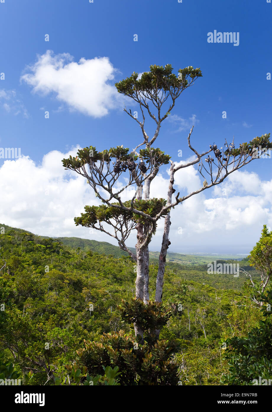Mauritius island country hi-res stock photography and images - Alamy