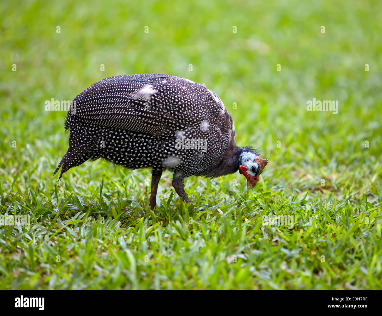 guinea chicken on a green grass Stock Photo - Alamy