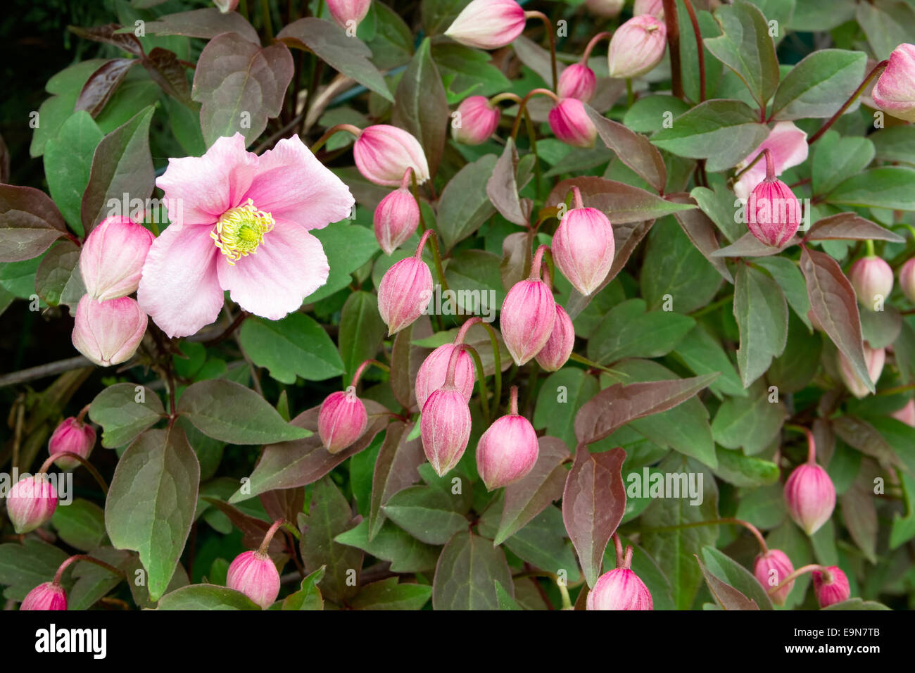 clematis montana rubens Stock Photo - Alamy
