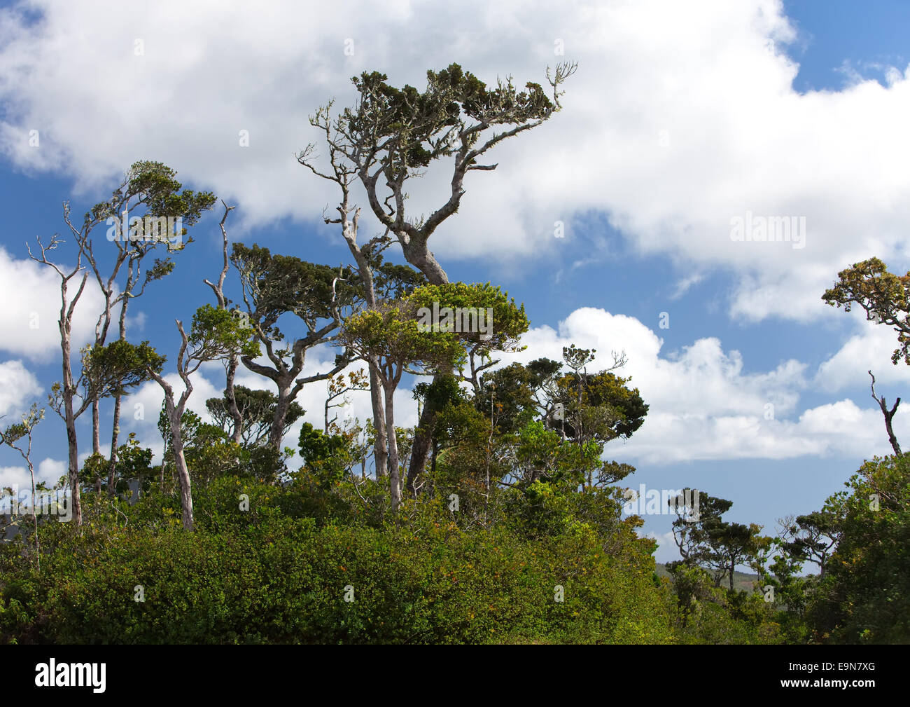 Nature of Mauritius. Wood and mountains Stock Photo - Alamy