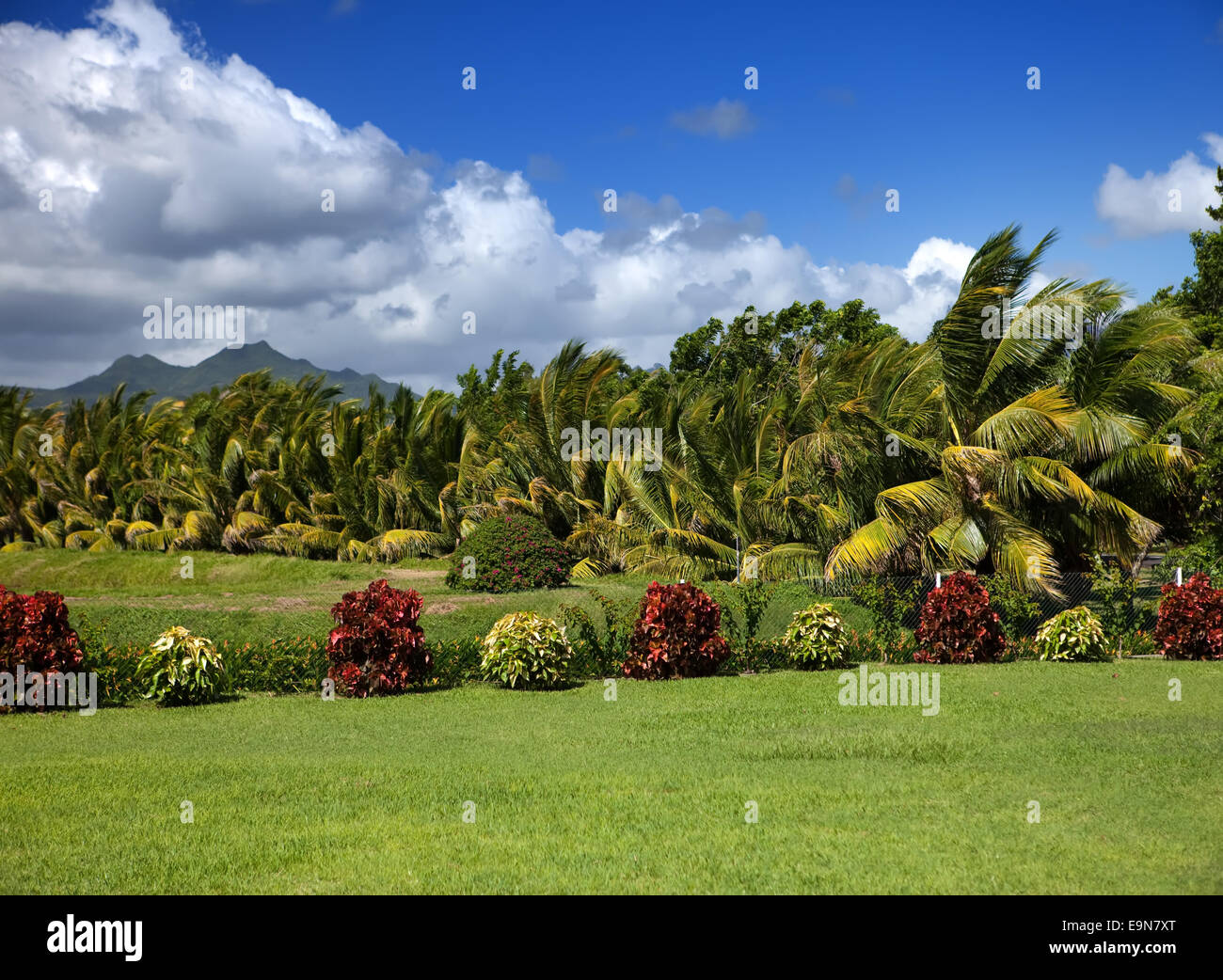 Nature of Mauritius Stock Photo - Alamy