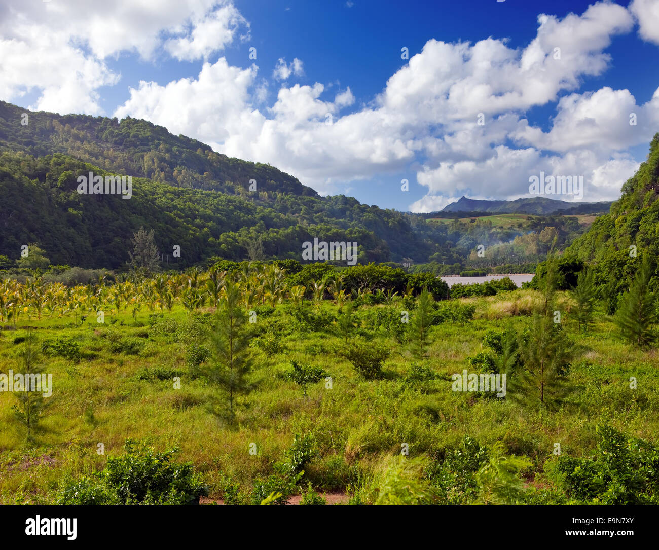 Nature of Mauritius. Wood and mountains Stock Photo - Alamy