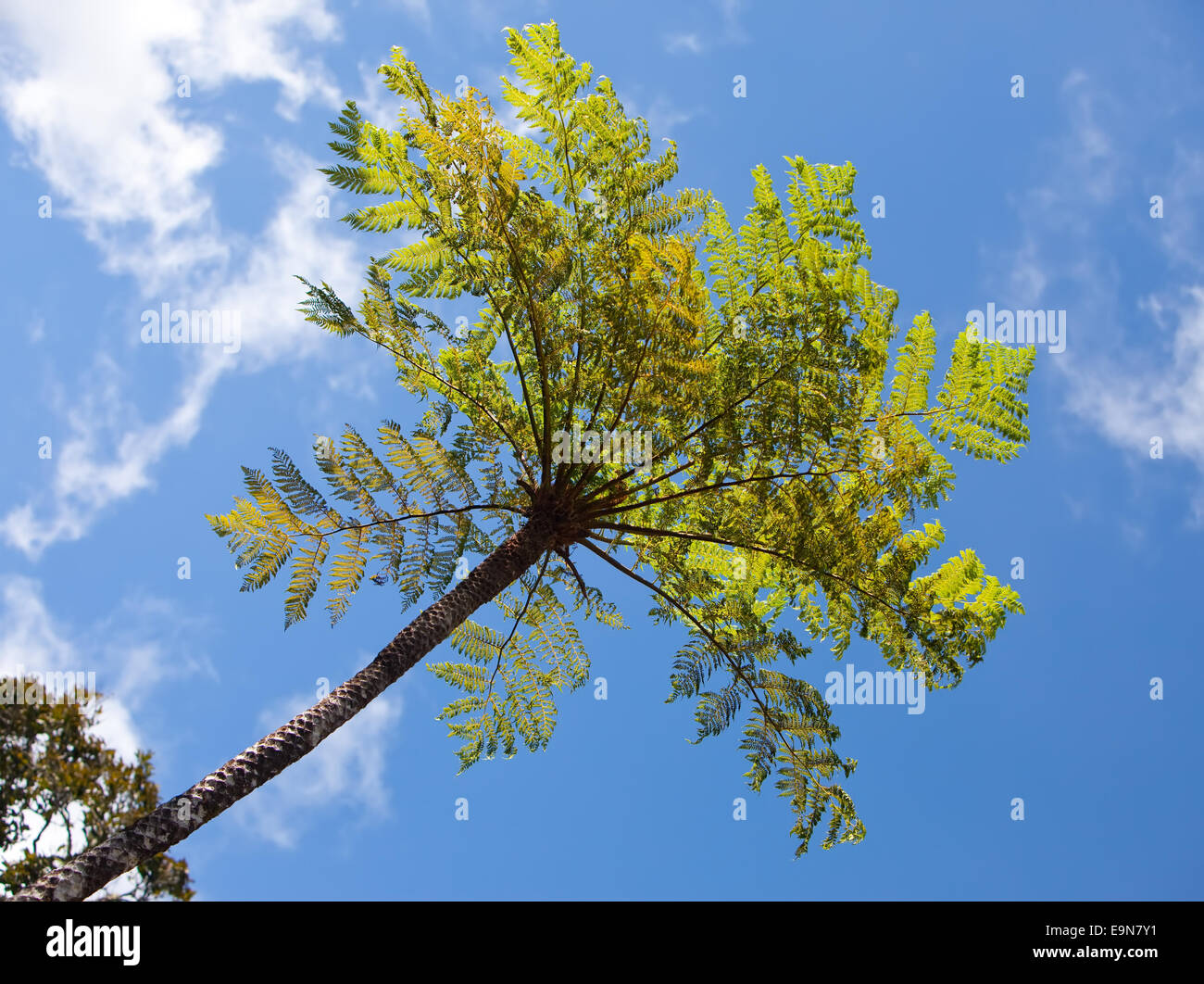 Equatorial climate hi-res stock photography and images - Alamy