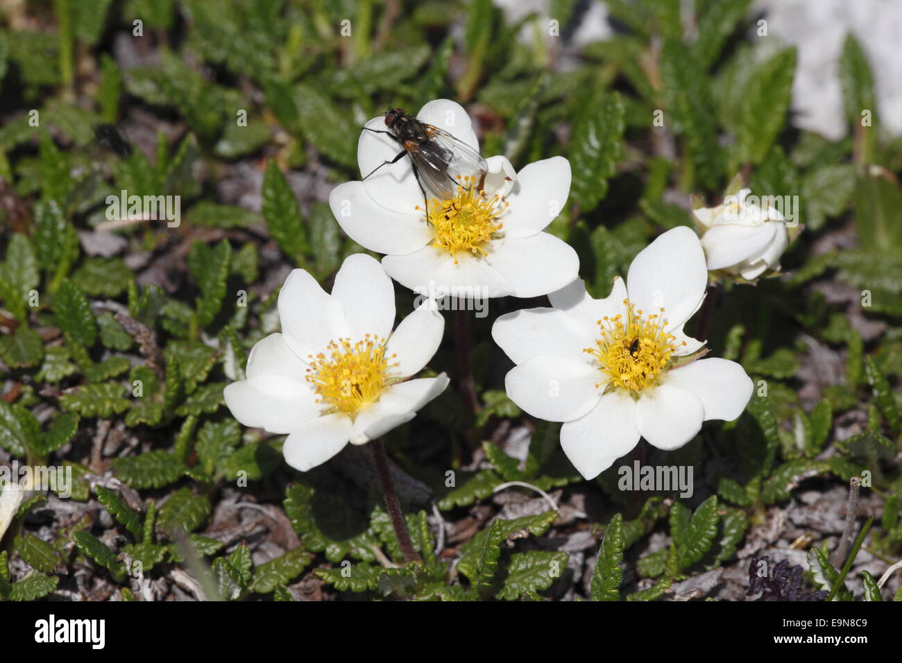 White dryas hi-res stock photography and images - Alamy