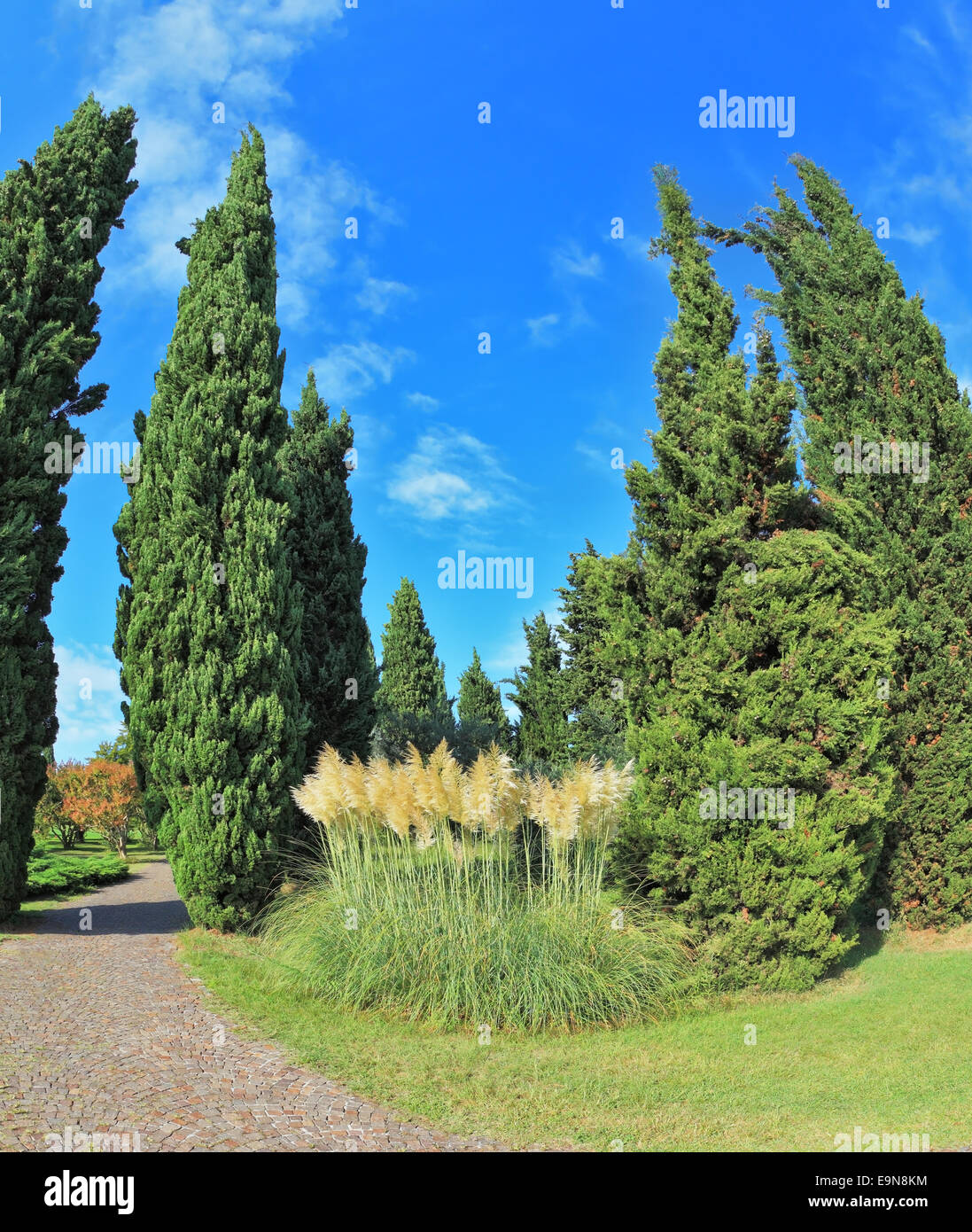 Two slender cypress separated path Stock Photo - Alamy