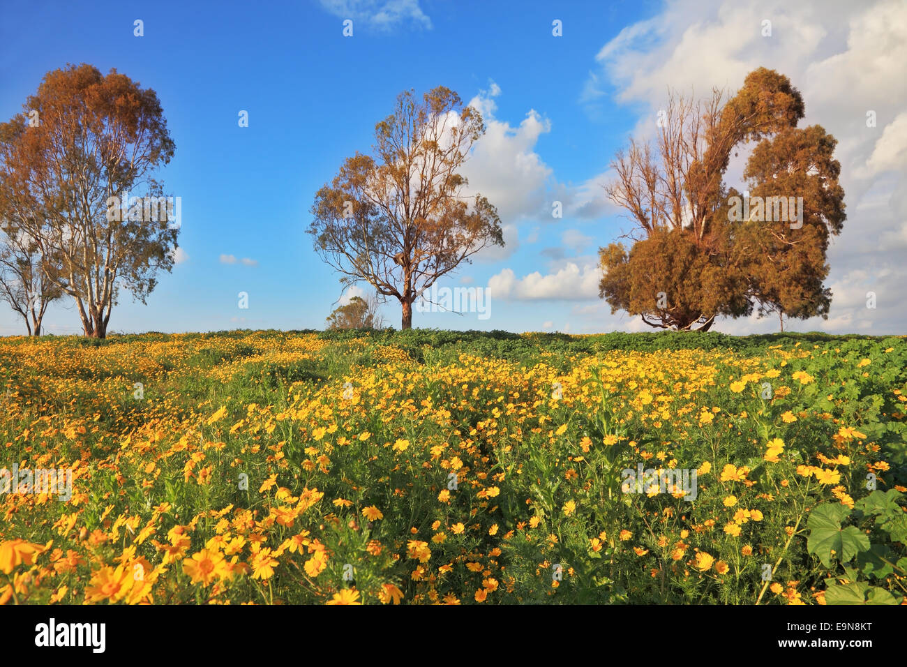 Yellow sun with trees hi-res stock photography and images - Alamy