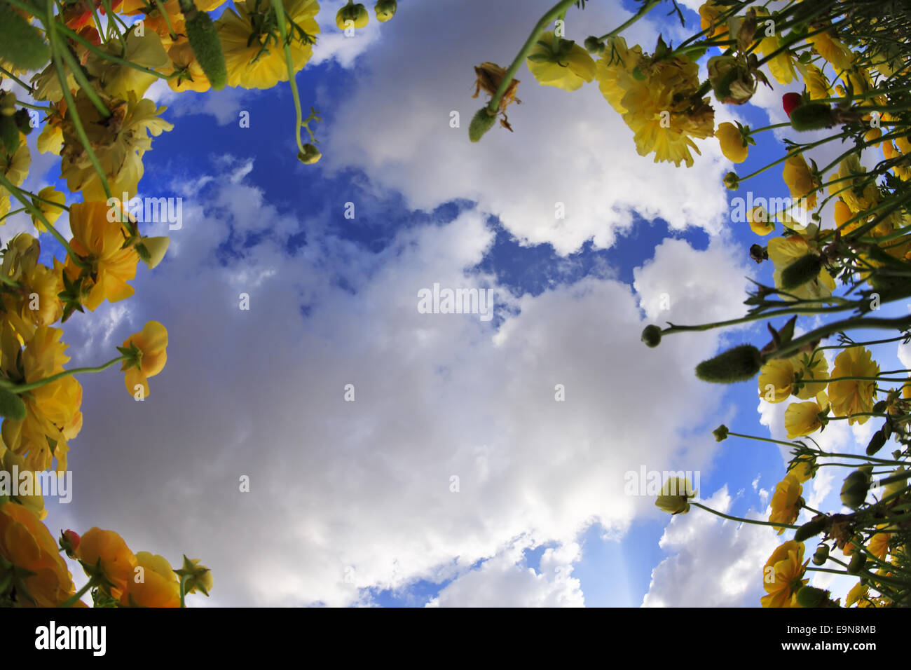 The spring morning Stock Photo - Alamy