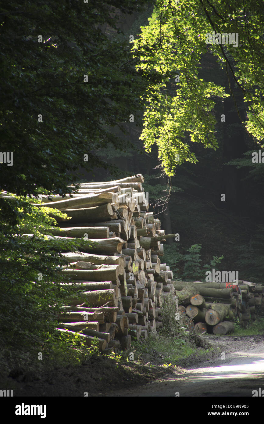 Wood yard hi-res stock photography and images - Alamy