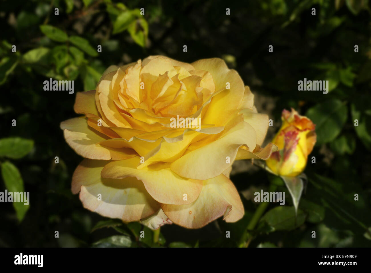 Botanische rosen hi-res stock photography and images - Alamy
