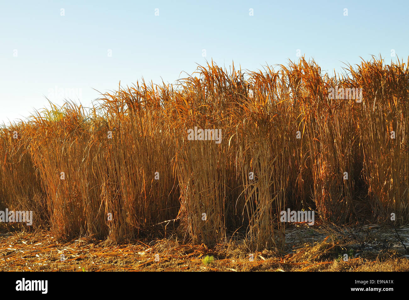 Chinese reed miscanthus sinensis hi-res stock photography and images ...