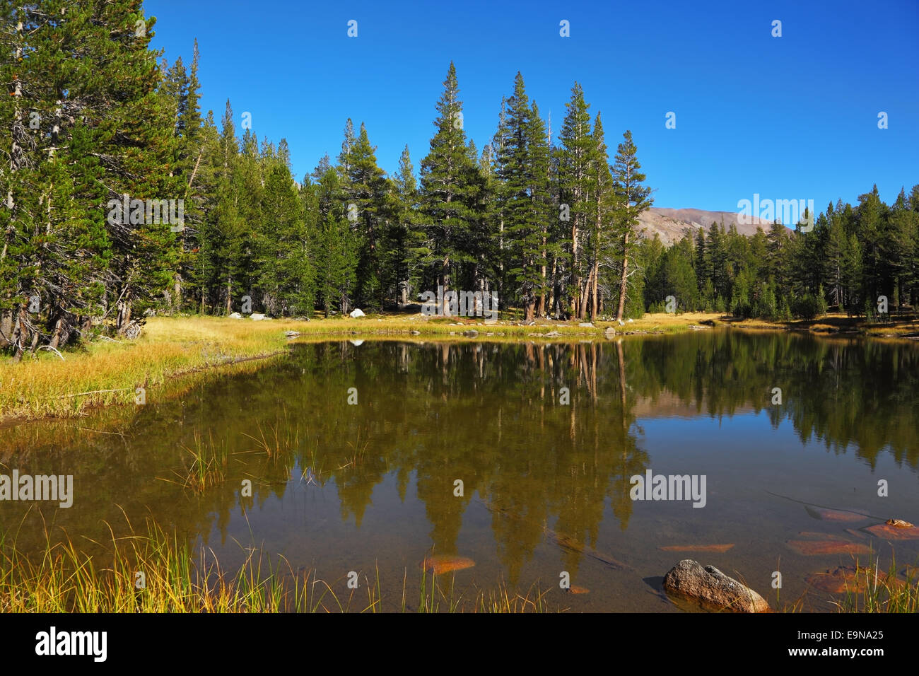 Beautiful morning in the woods hi-res stock photography and images - Alamy