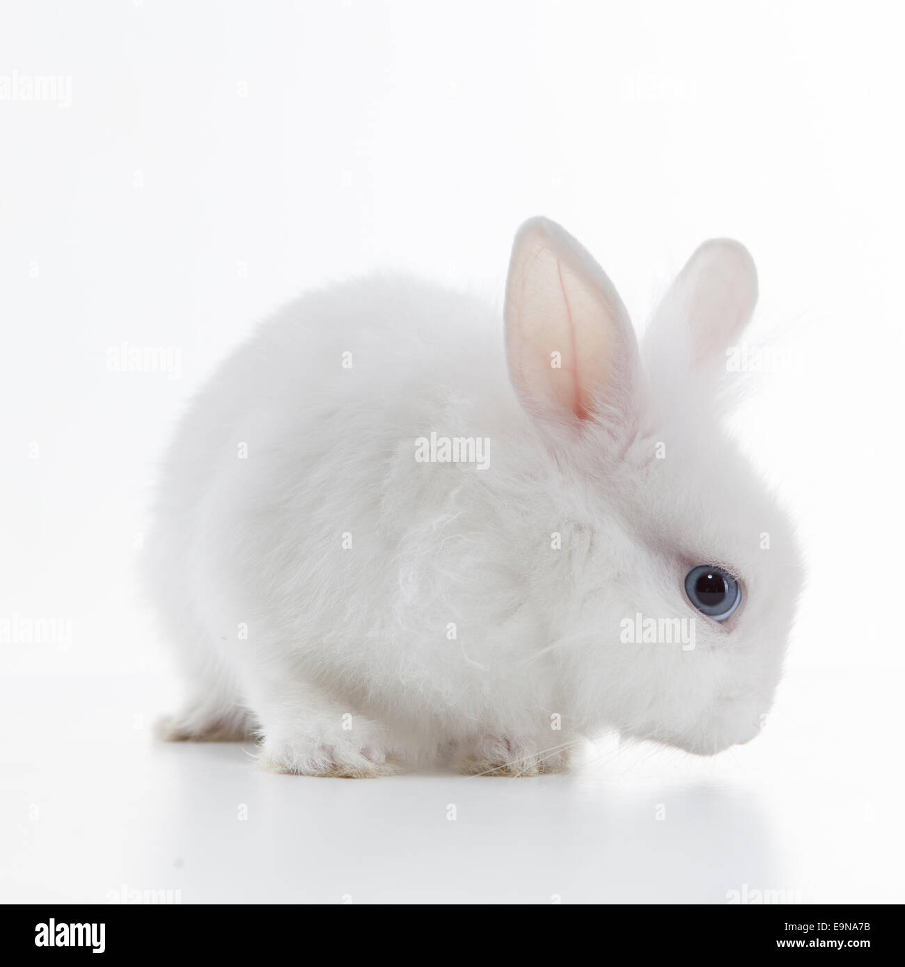 White rabbit isolated on white background Stock Photo - Alamy