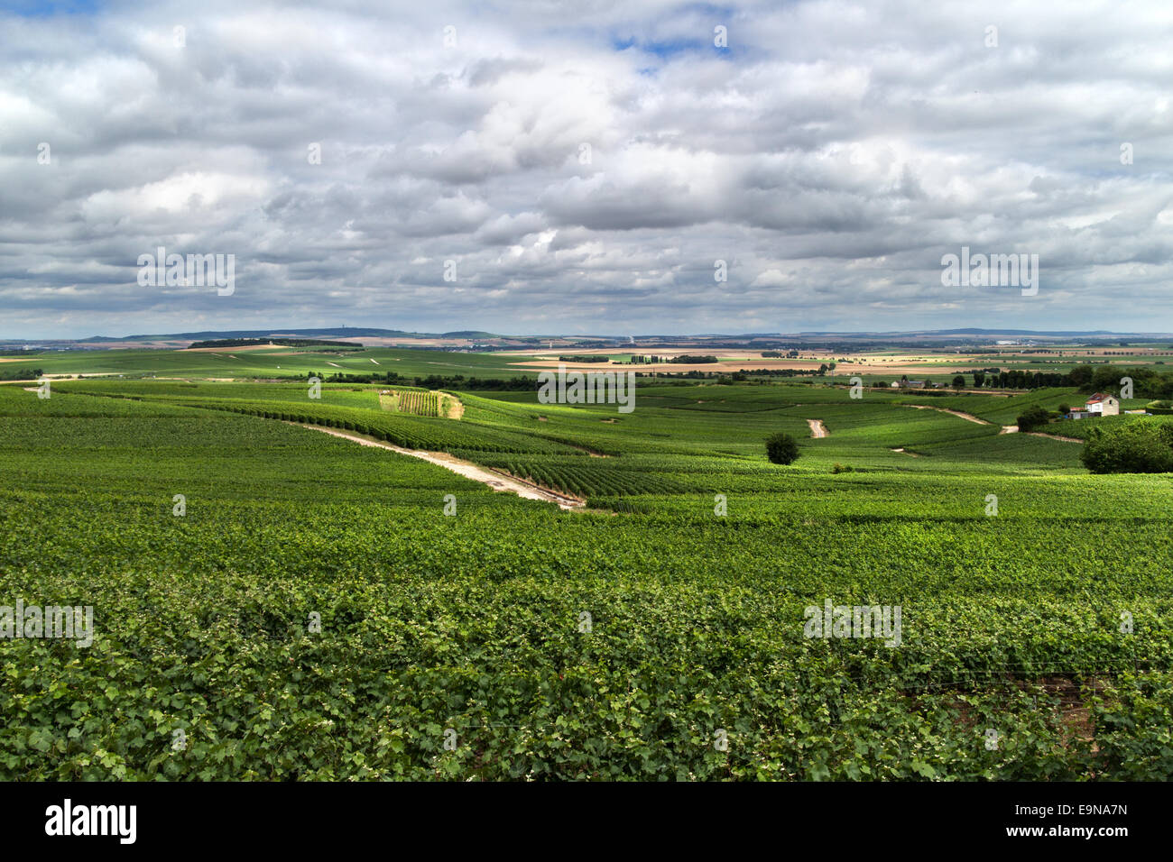 Vineyard landscape, Montagne de Reims, France Stock Photo - Alamy