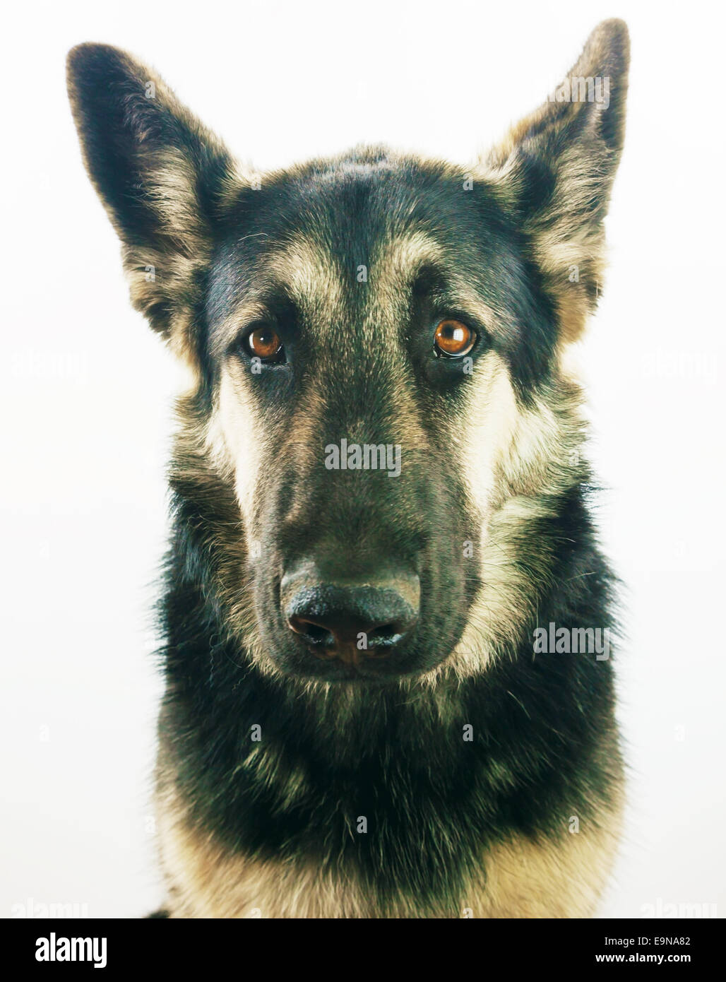 Young sheppard hi-res stock photography and images - Alamy