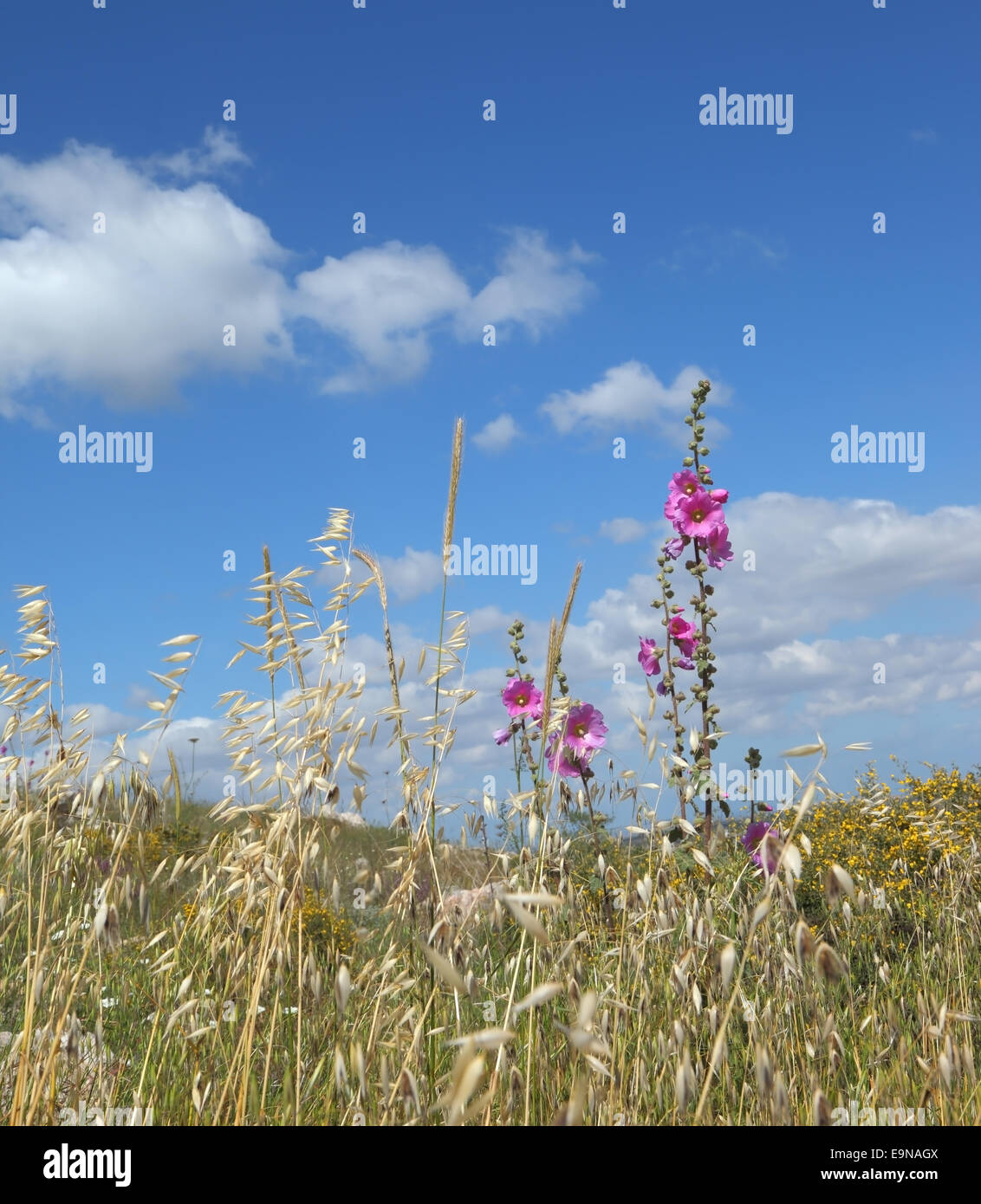 Latest gentle pink flowers Stock Photo - Alamy