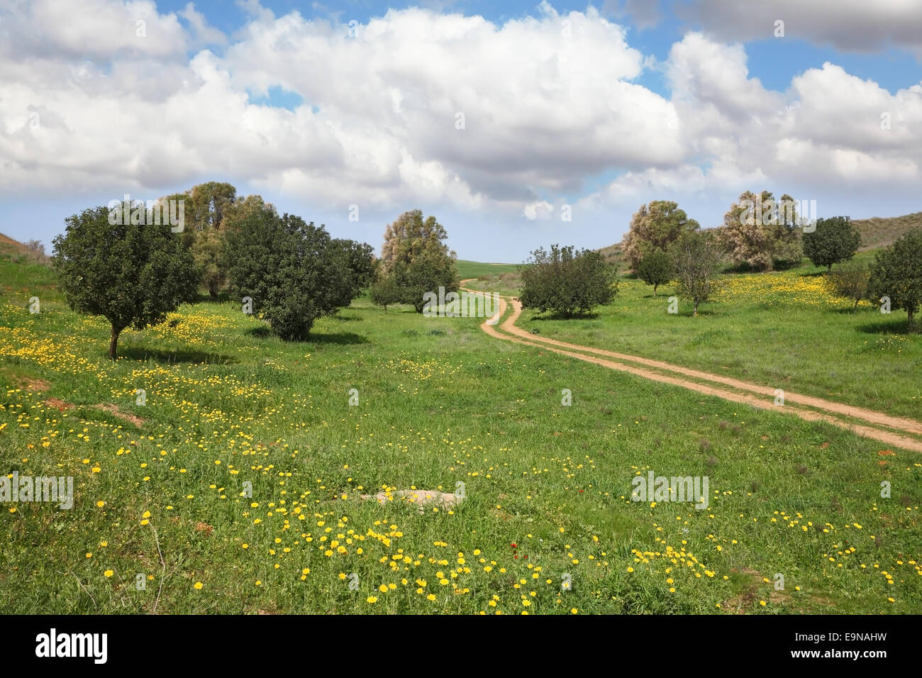 Green road field trees hi-res stock photography and images - Alamy