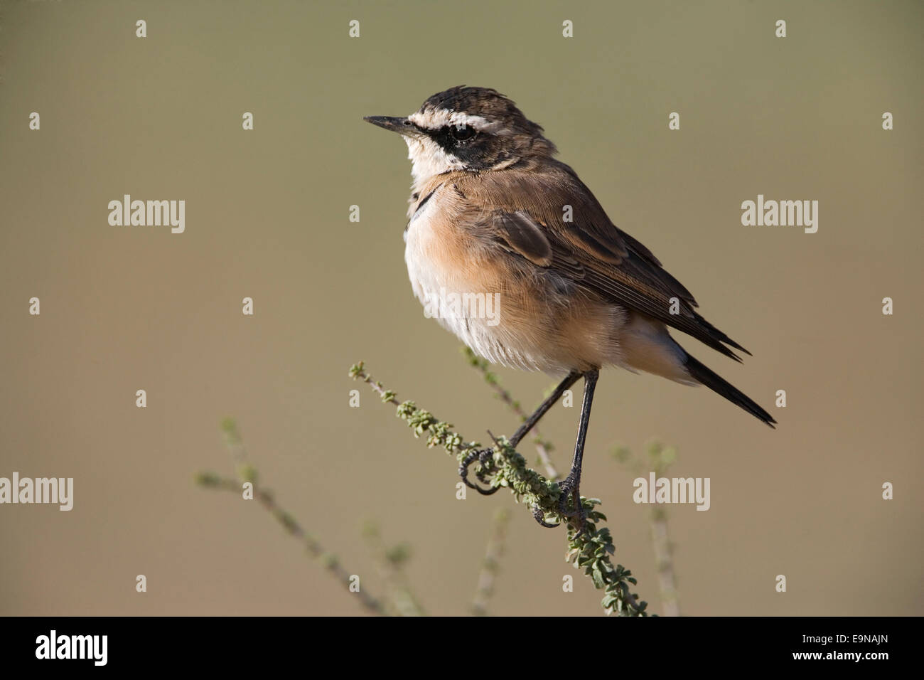 Capped wheatear, Oenanthe pileata, juvenile, Kgalagadi Transfrontier ...