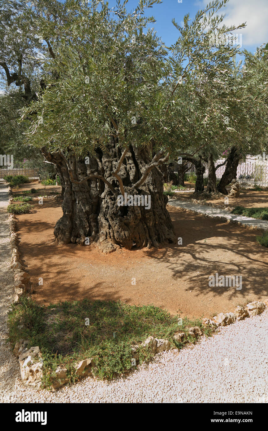 Thousand year tree hi-res stock photography and images - Alamy