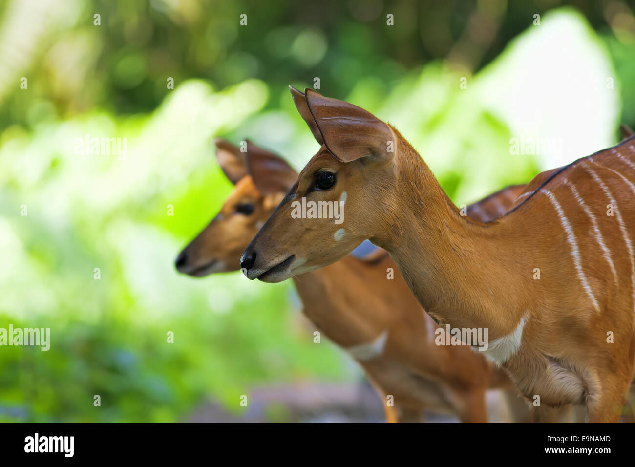 African antelopes hi-res stock photography and images - Alamy