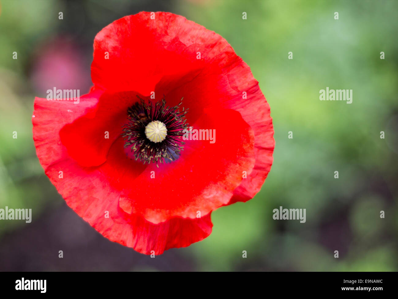 Red poppy in bloom Stock Photo - Alamy